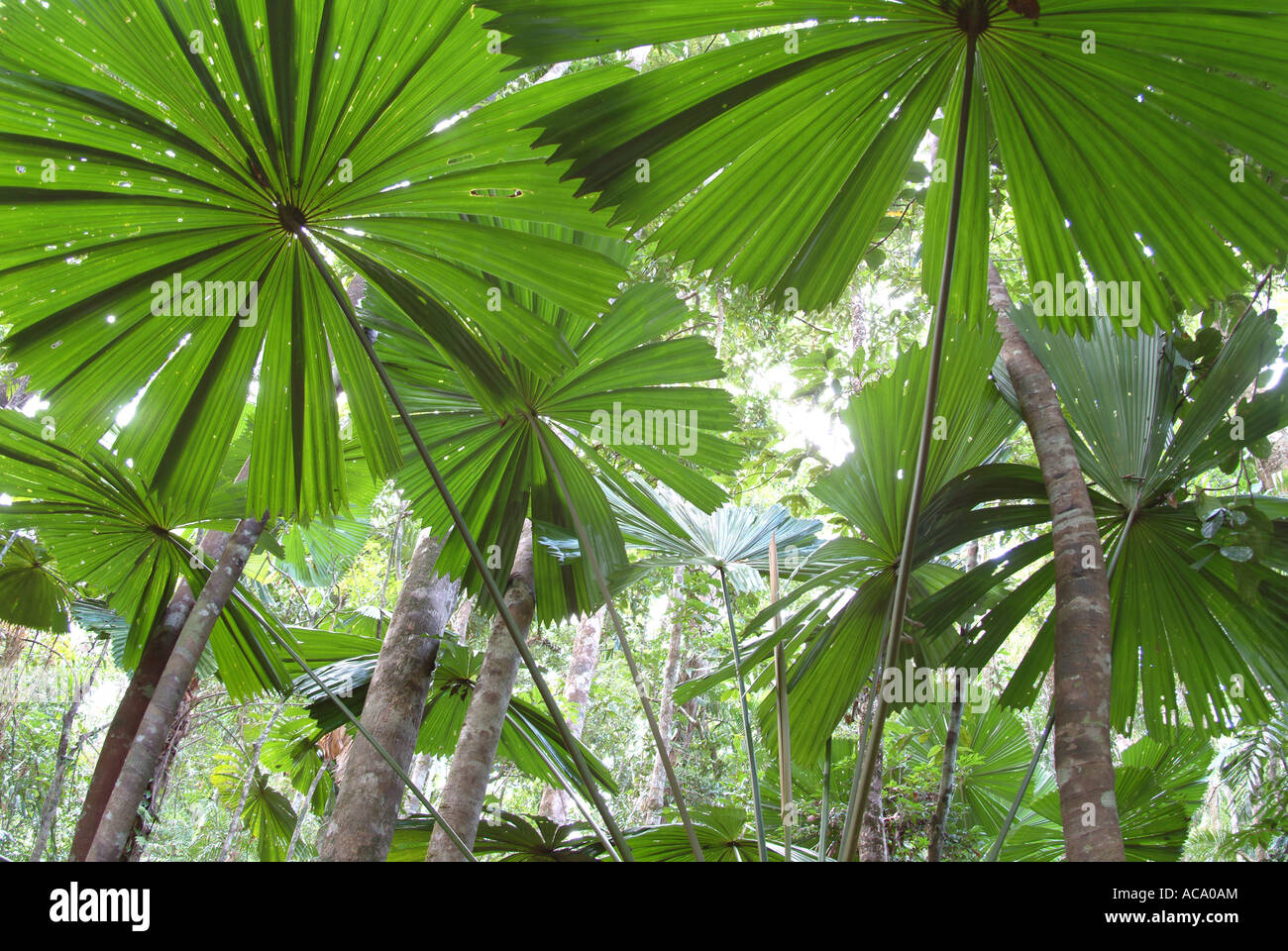 Licuala ramsayi licuala ramsayi hi-res stock photography and images - Alamy