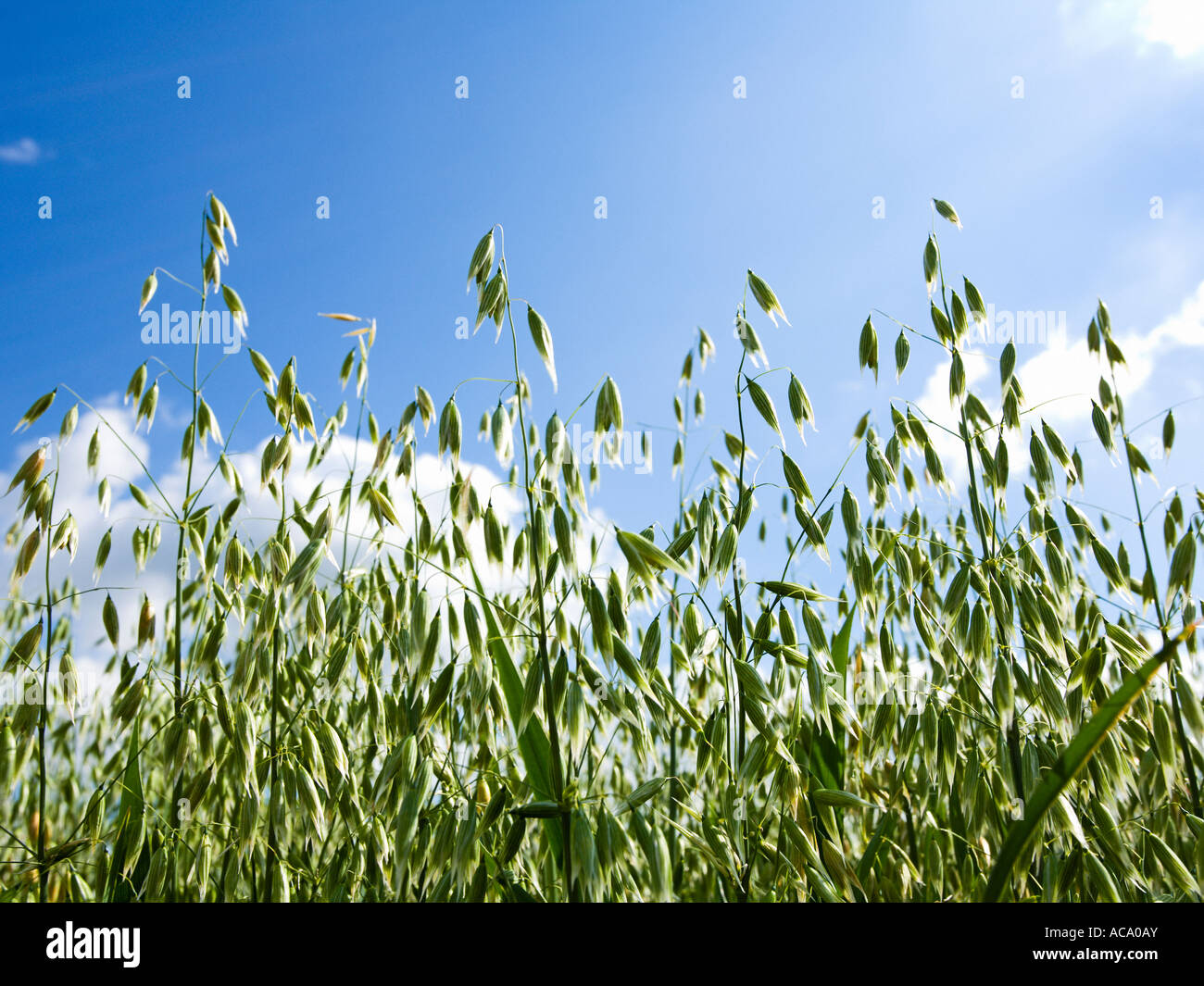 Oats ripening against a blue sky Stock Photo - Alamy