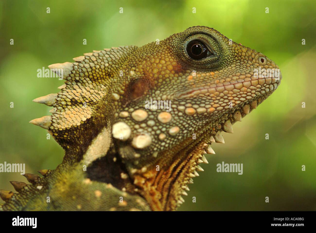 Mossman george hi-res stock photography and images - Alamy