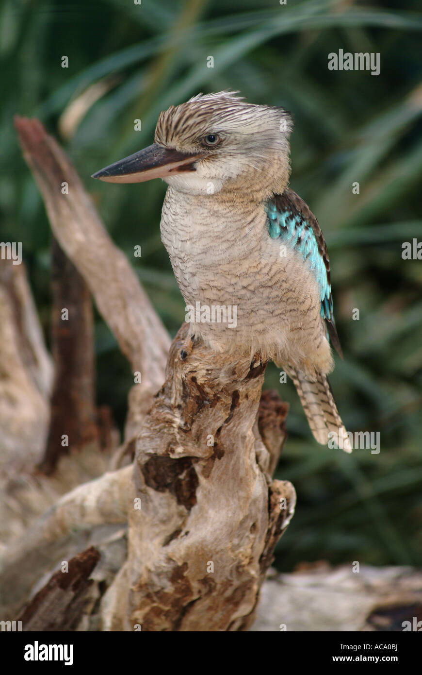 Dacelo leachii hi-res stock photography and images - Alamy
