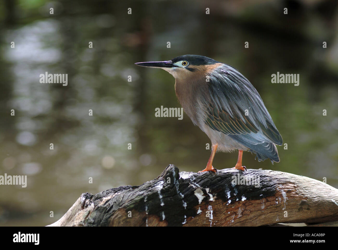Australian bittern hi-res stock photography and images - Alamy