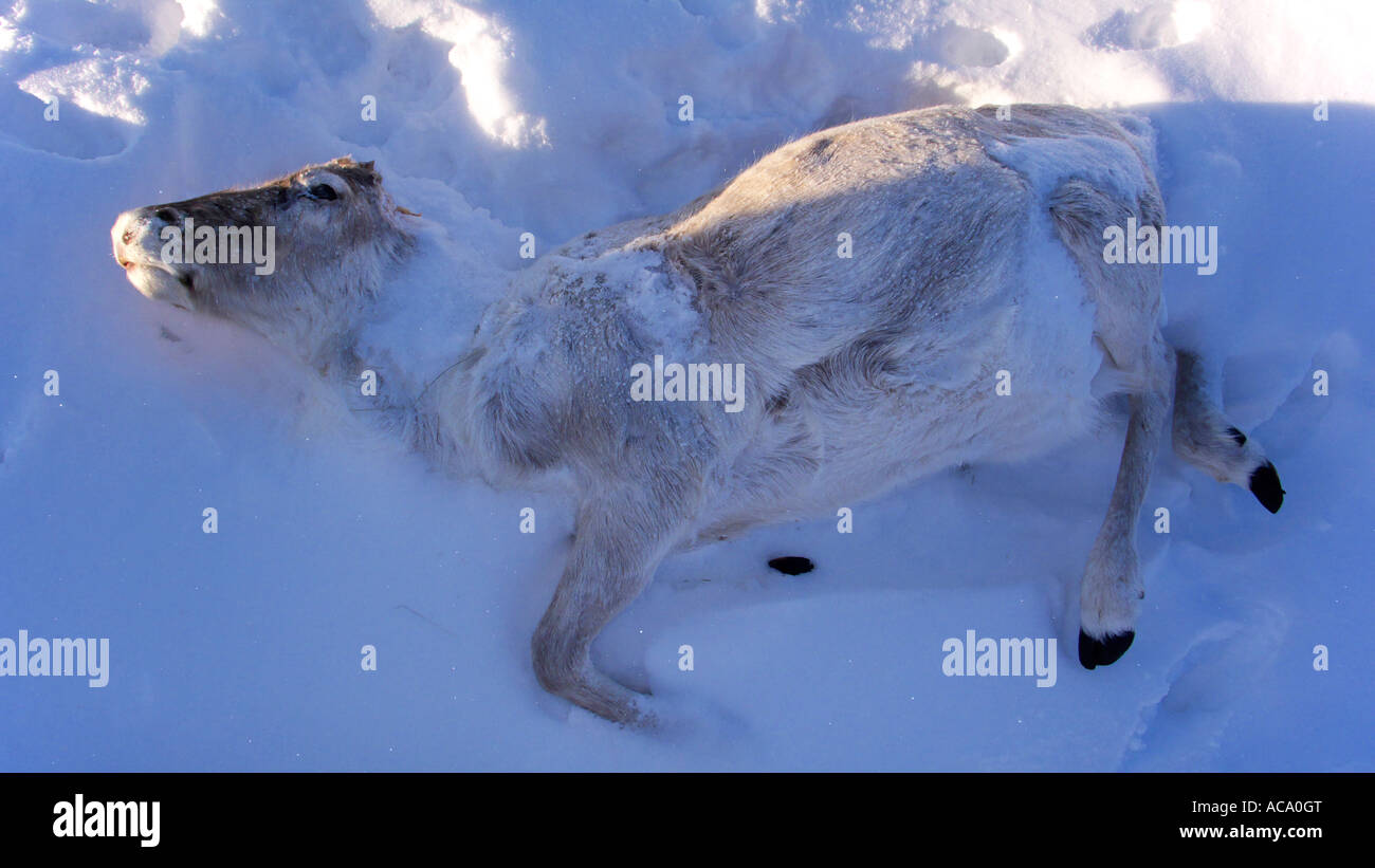 Dead reindeer calf, lying in the snow Stock Photo - Alamy