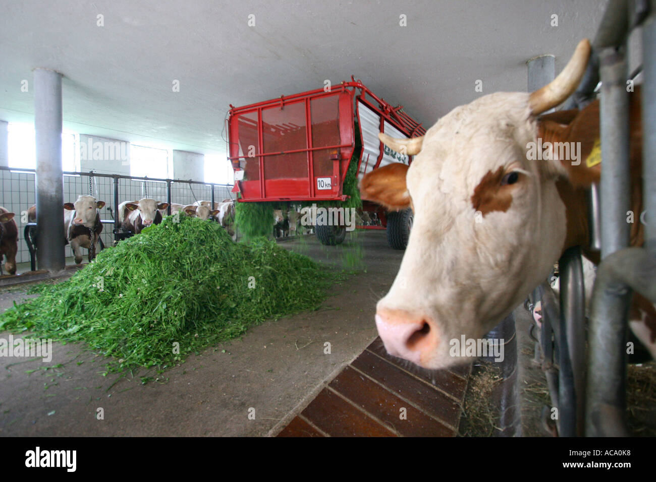 Milk cows in the stable Stock Photo - Alamy