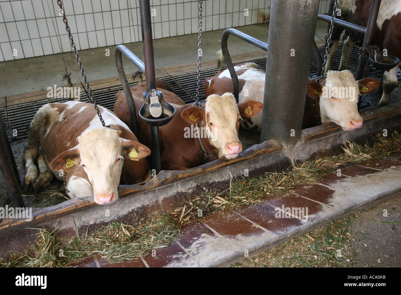 Farmer milks cows farm in hi-res stock photography and images - Alamy