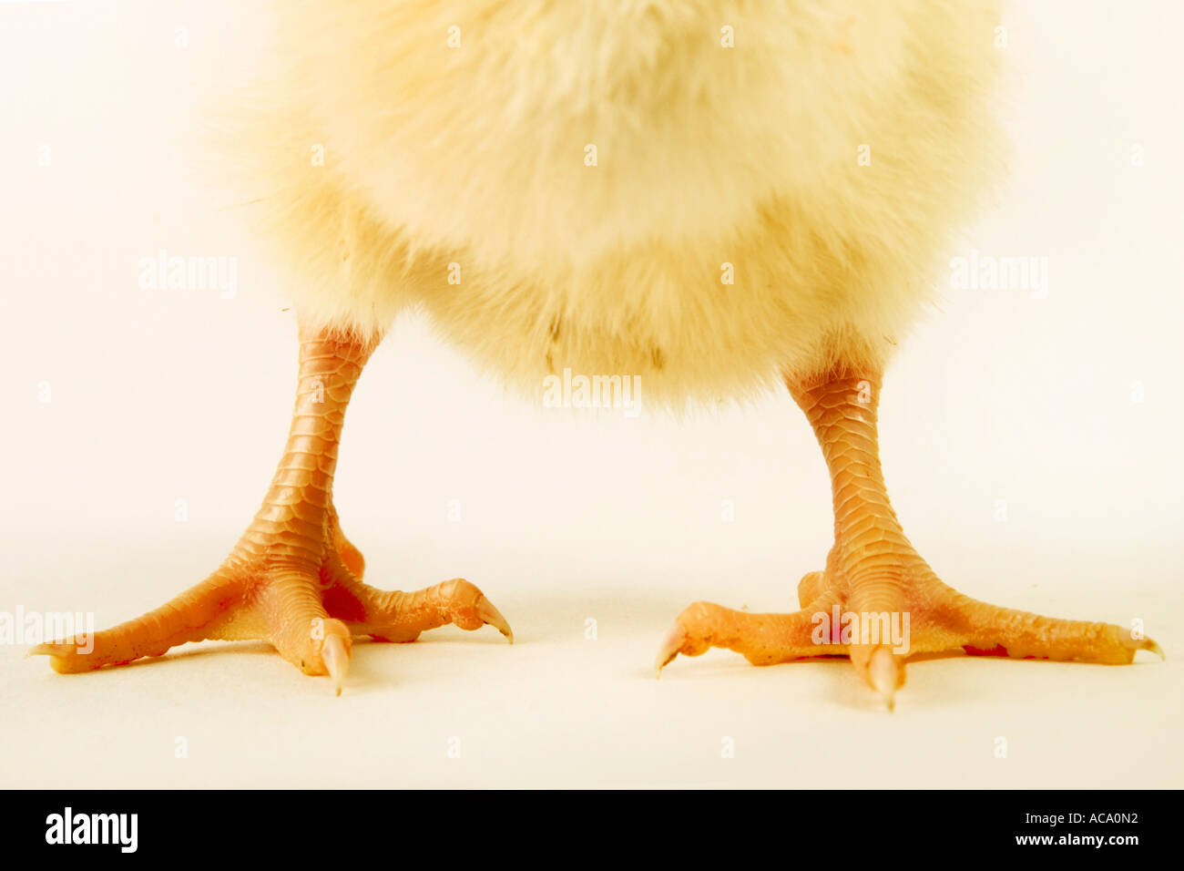 Feet of a baby chick Stock Photo - Alamy