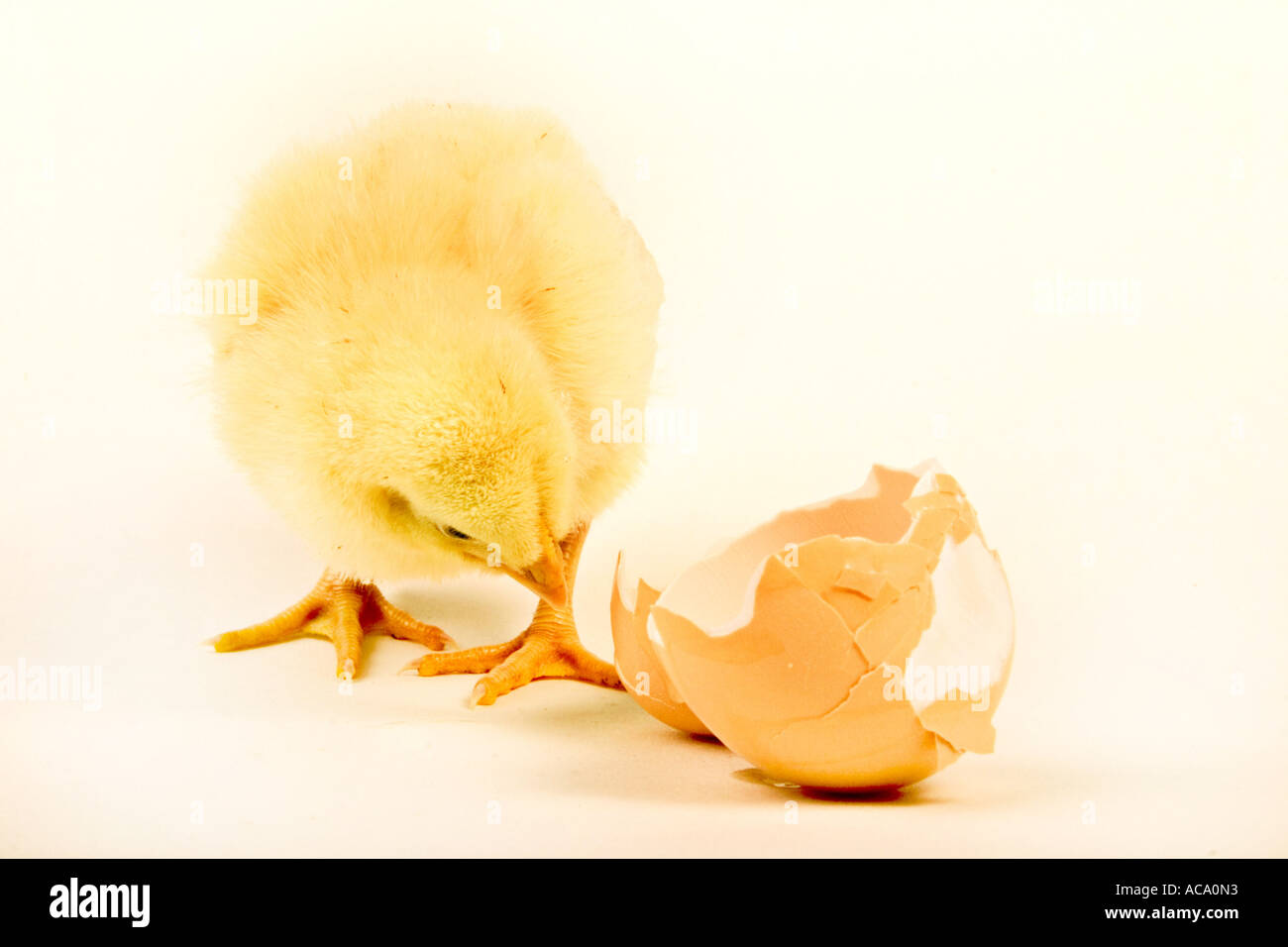 Baby brokers hi-res stock photography and images - Alamy