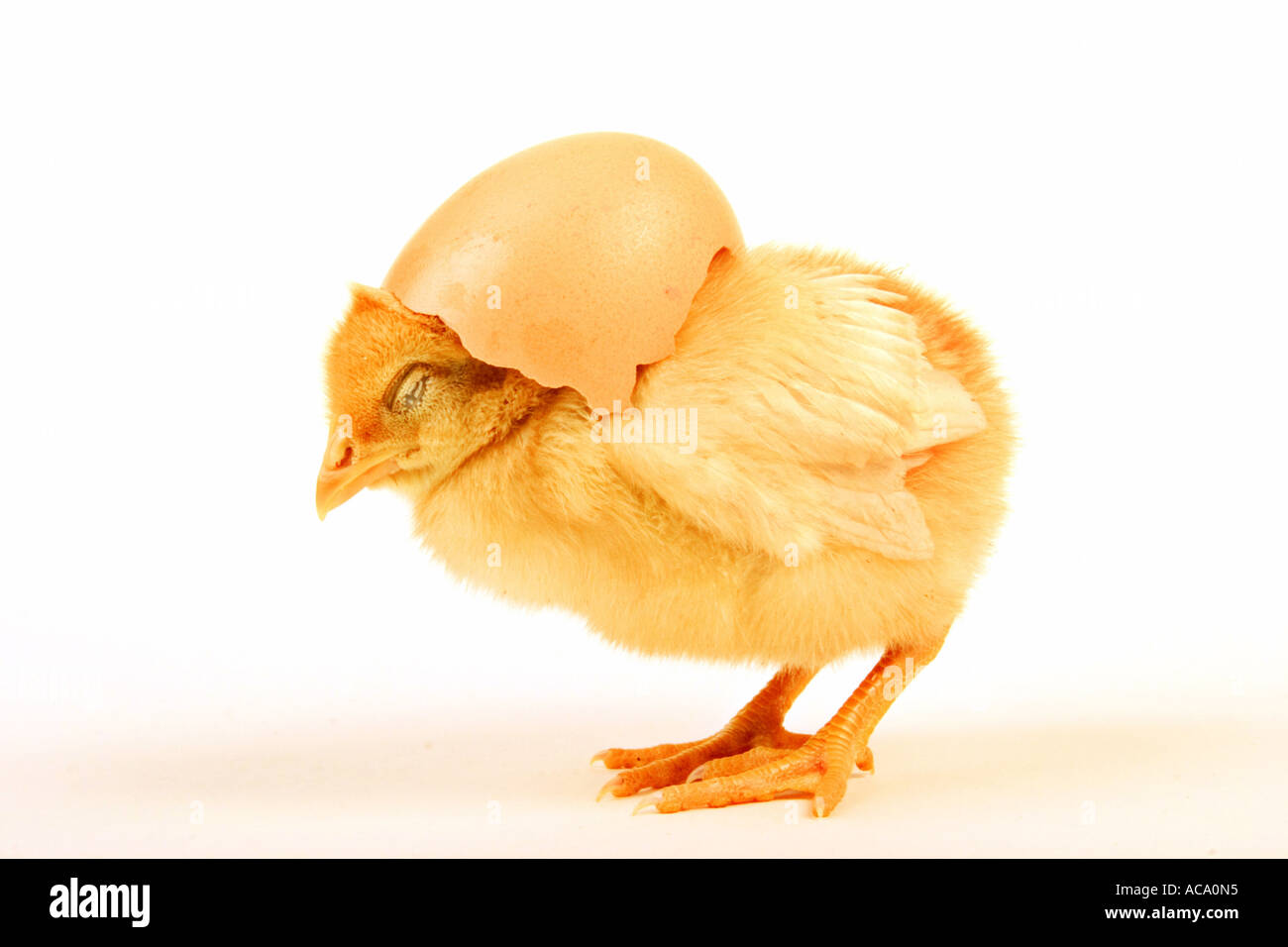 Baby brokers hi-res stock photography and images - Alamy