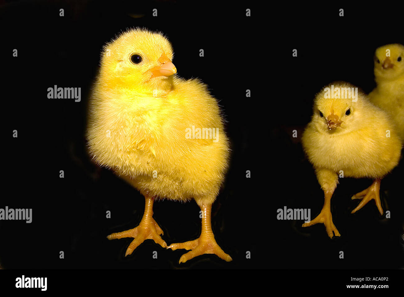 Baby roosters hi-res stock photography and images - Alamy