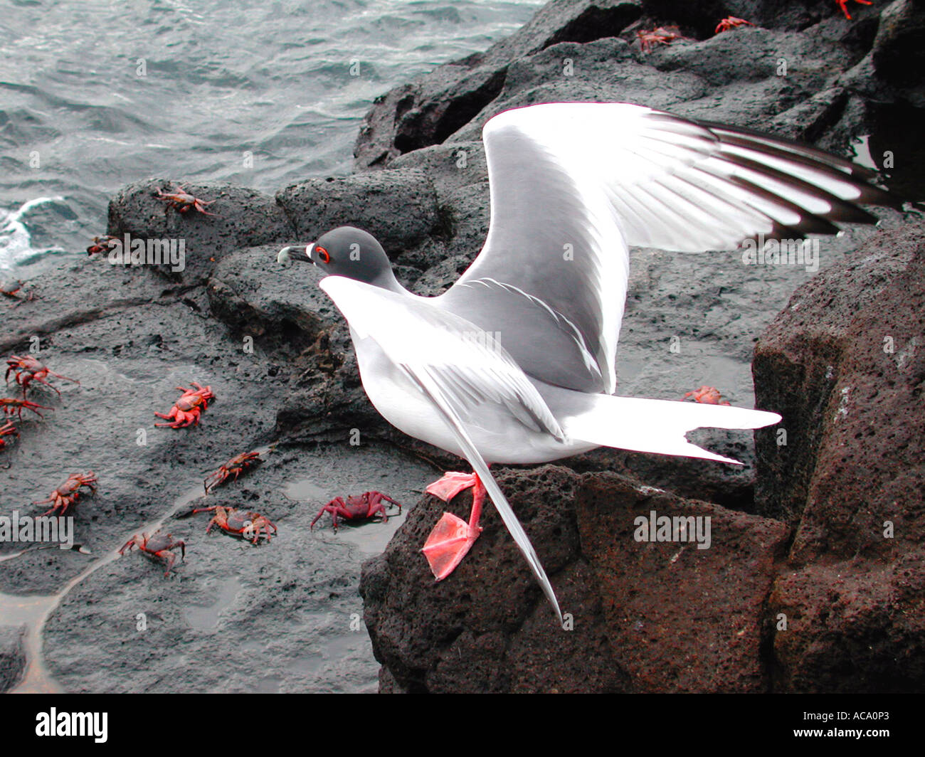 Dynamic scope hi-res stock photography and images - Alamy