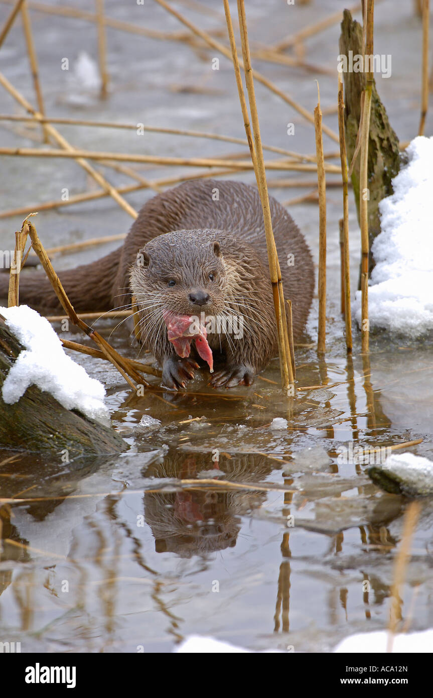 Otter, lutra lutra Stock Photo - Alamy