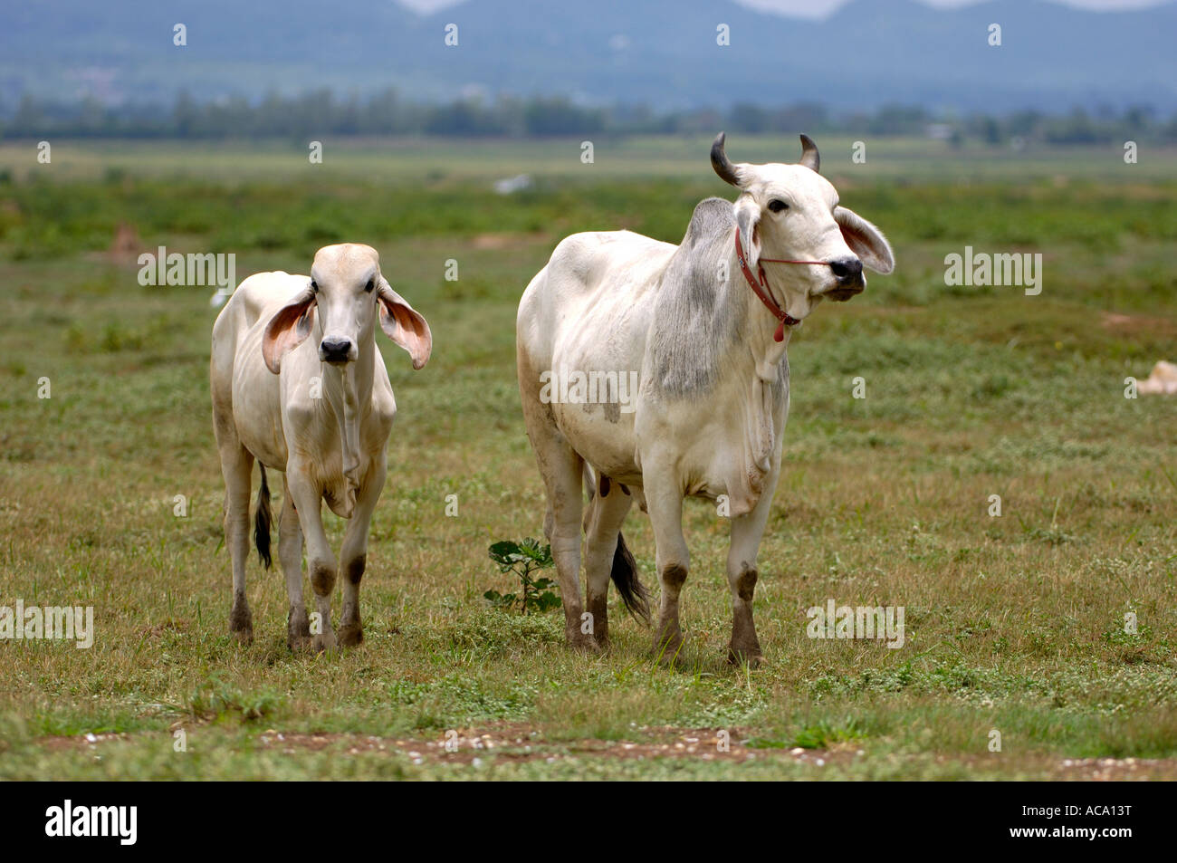 Zebu cattle in norththailand Stock Photo - Alamy