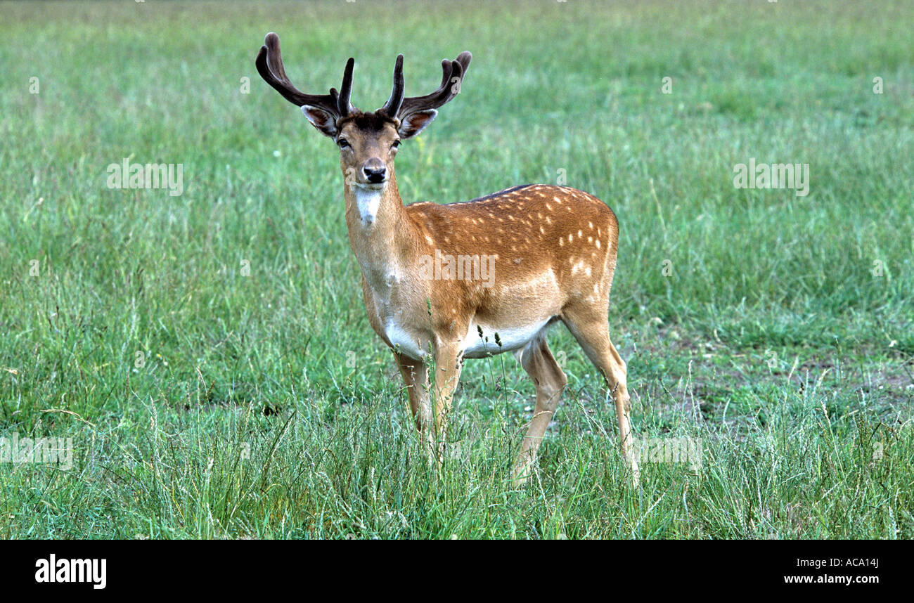 Fallow deer, dama, dama Stock Photo - Alamy