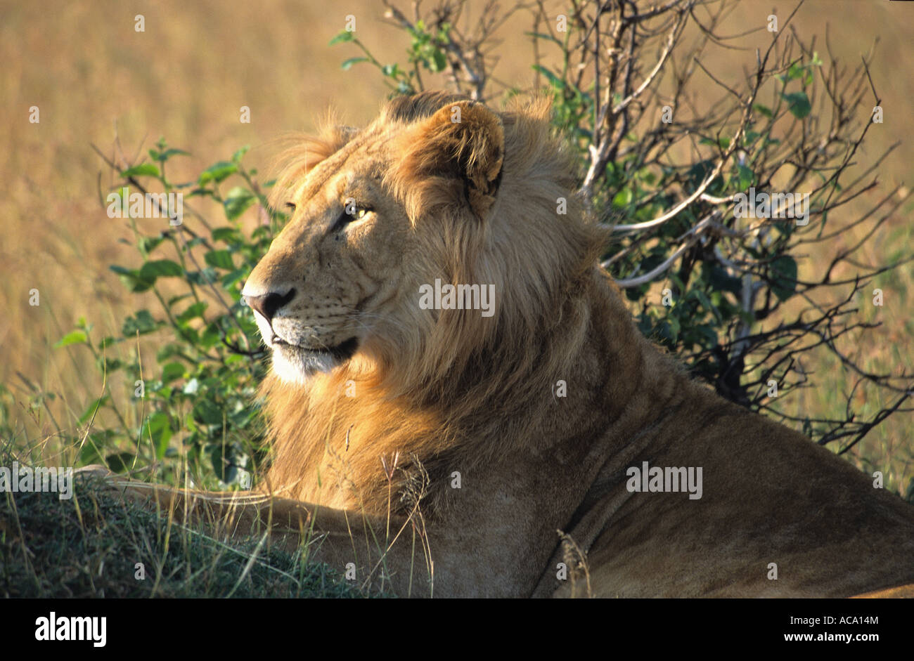 Lion pelt hi-res stock photography and images - Alamy