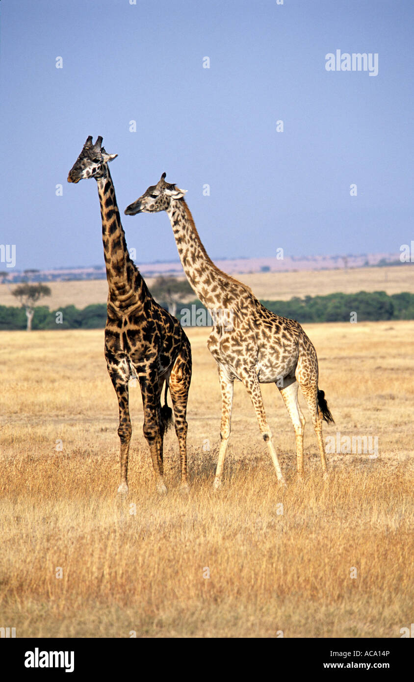 Giraffe pelt hi-res stock photography and images - Alamy