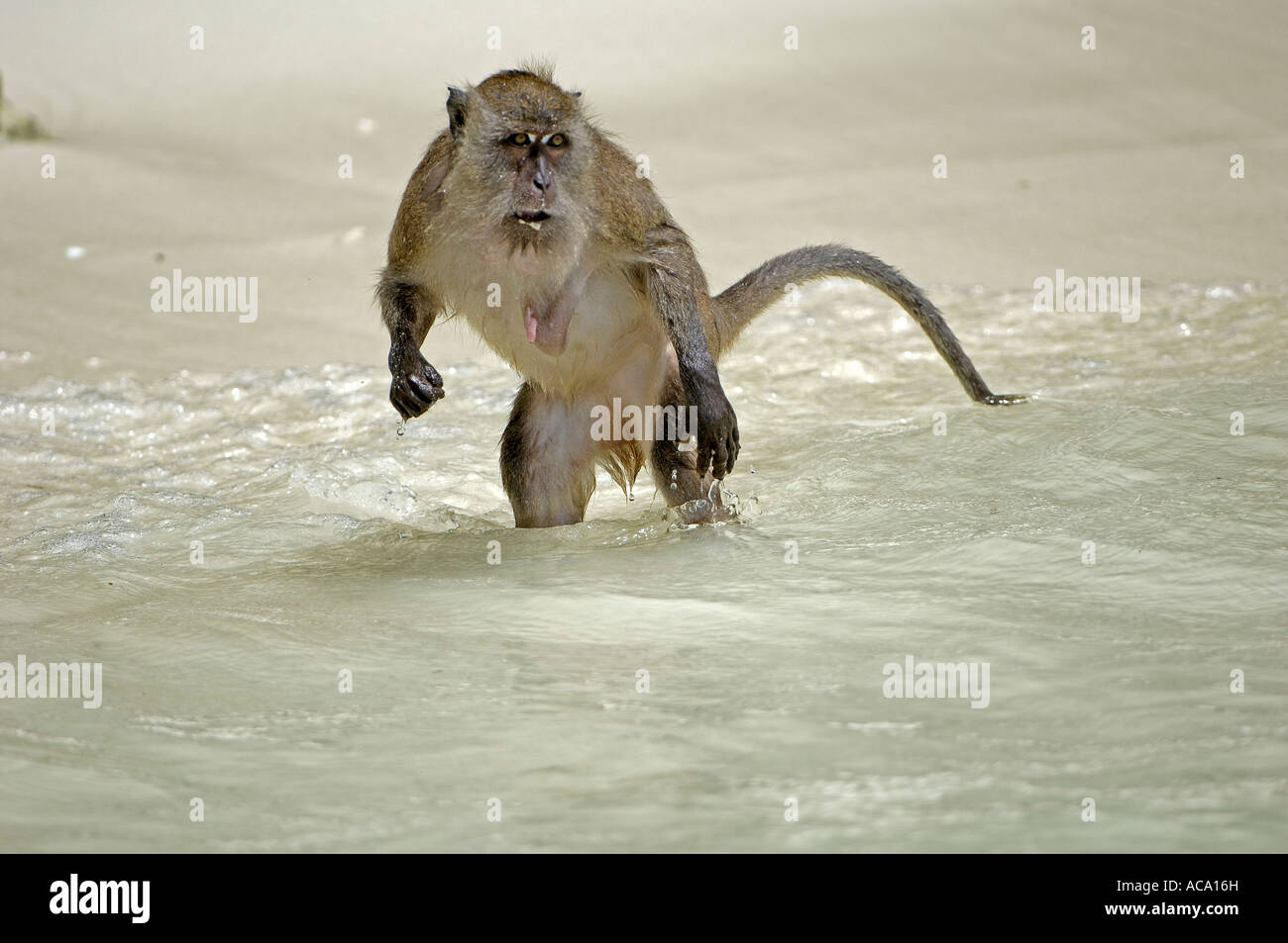 Egret monkey, Macaca facicularis Stock Photo - Alamy