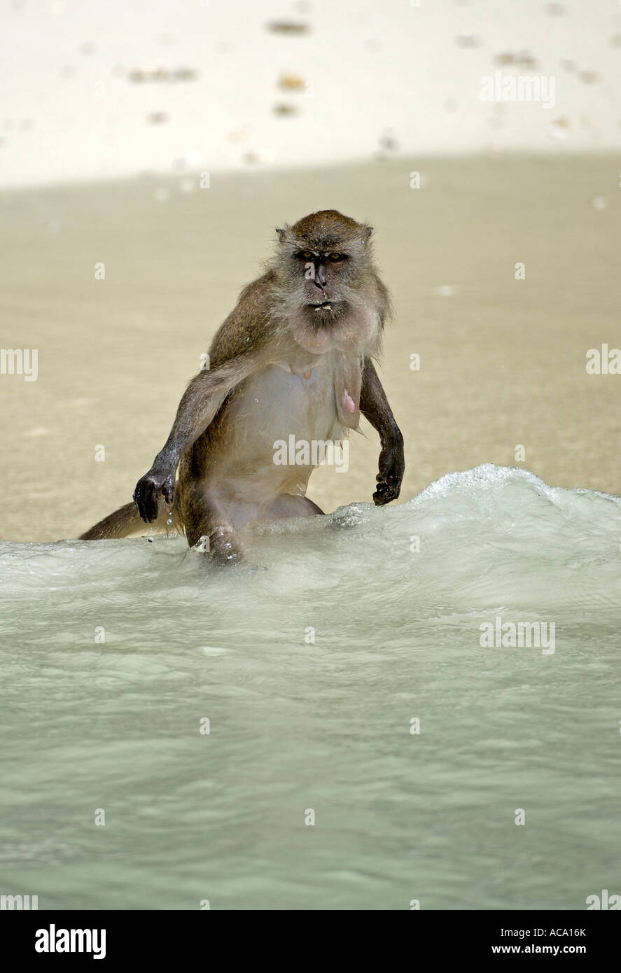 Egret monkey, Macaca facicularis Stock Photo - Alamy