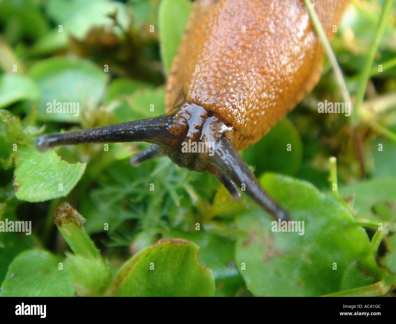 Tardily hi-res stock photography and images - Alamy