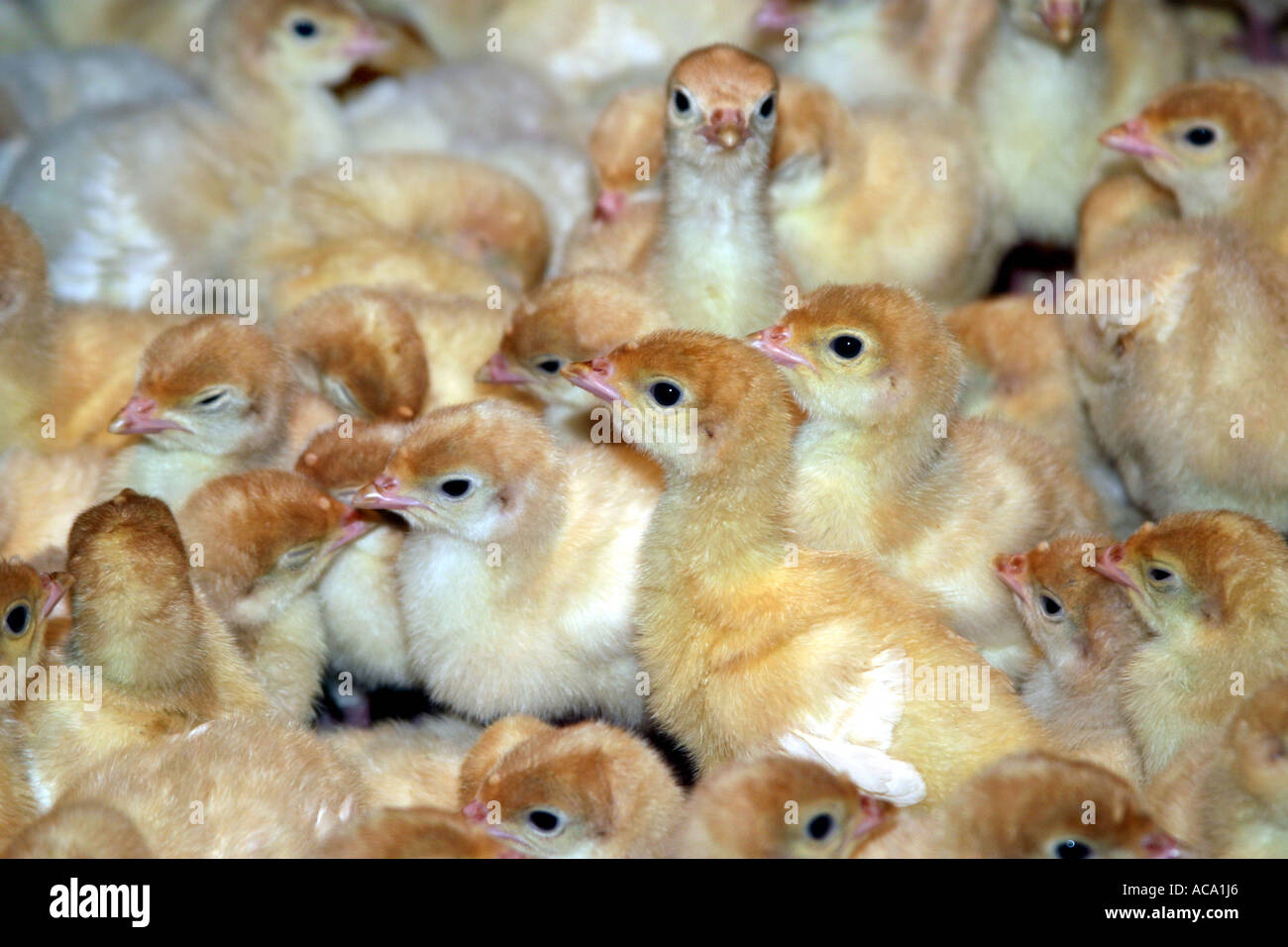 Fattening chickens hi-res stock photography and images - Alamy