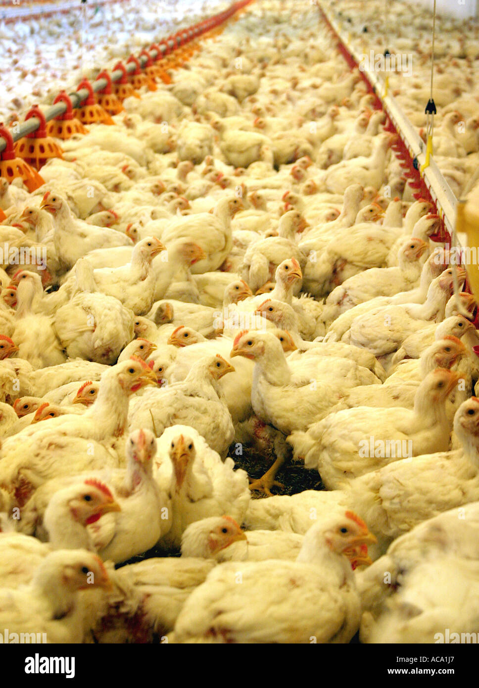 Fattened chicken hi-res stock photography and images - Alamy