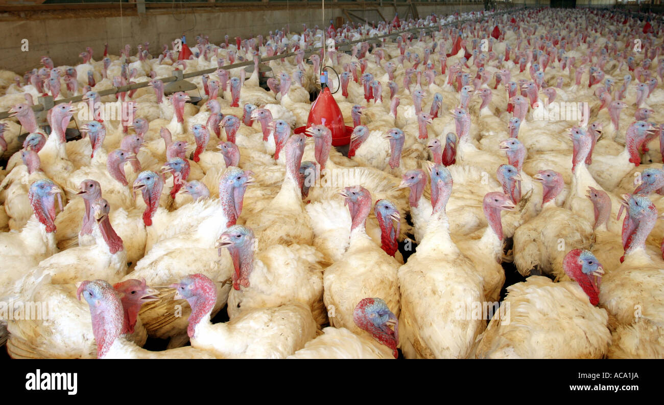 Intensiv livestock farming[, turkey Stock Photo - Alamy