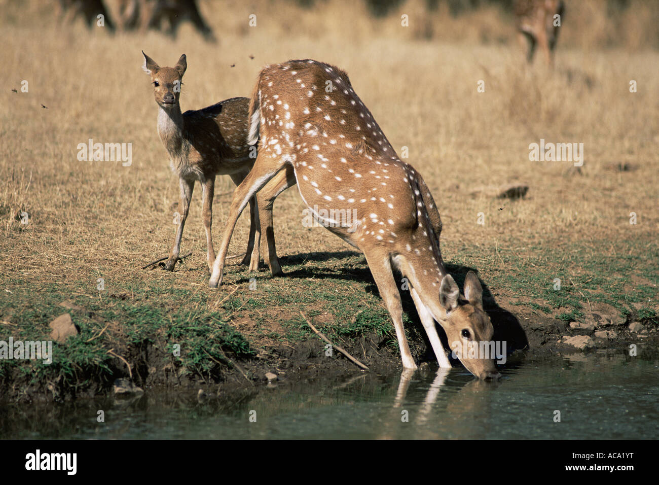 Chital Spotted deer Axis axis hind and calf Female drinking India Stock ...