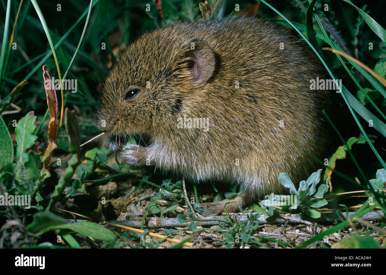 Cabrera s vole Microtus cabrerae feeding Spain Stock Photo - Alamy