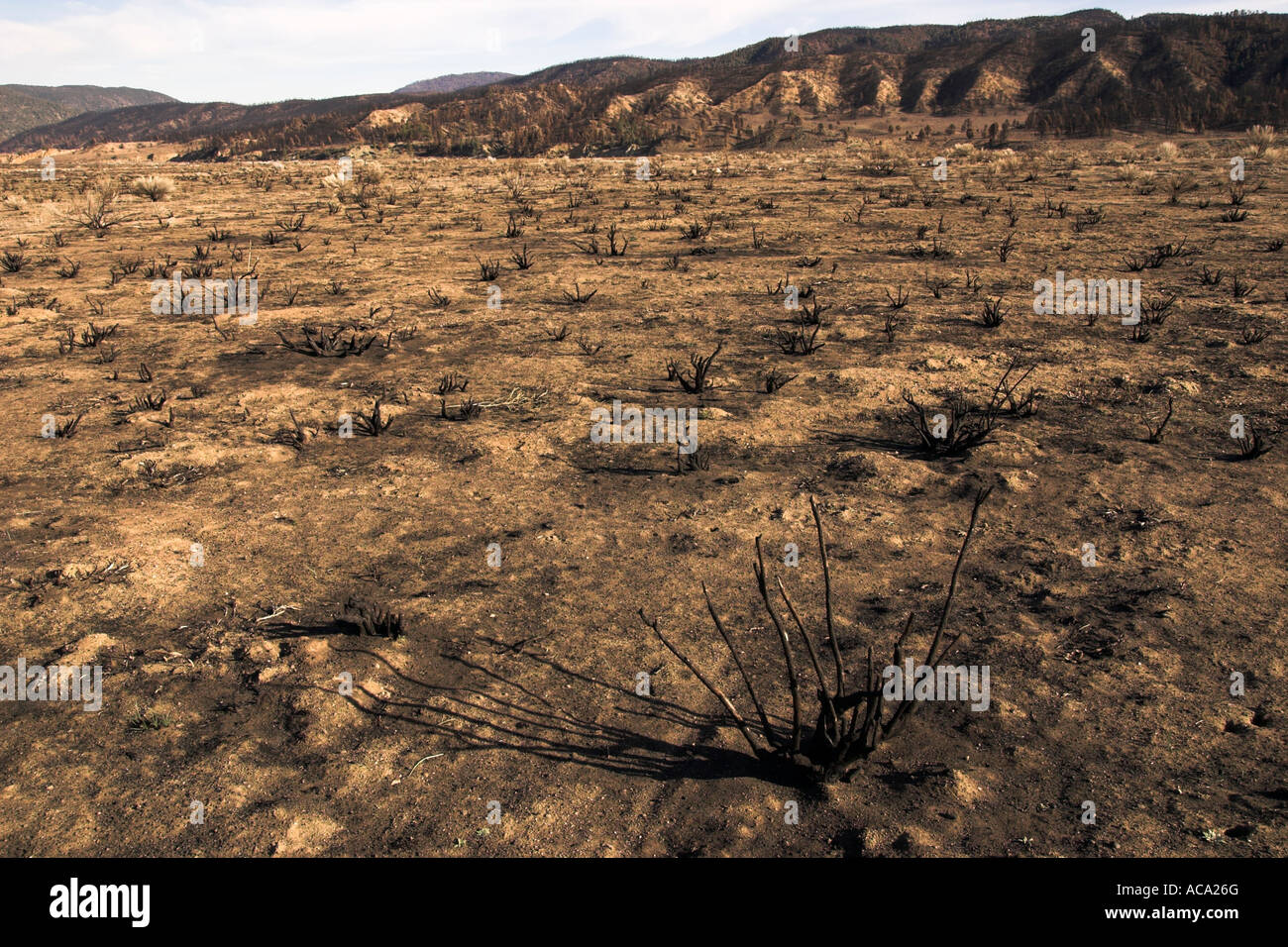 Terrain after fire in Los Padres National Forest Stock Photo - Alamy