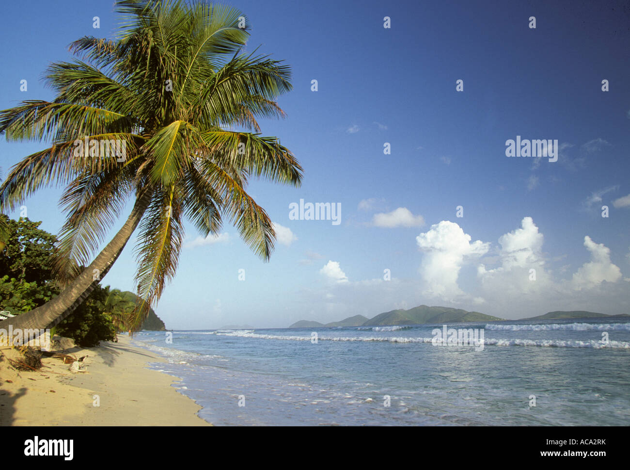 Palm trees, empty beach, British Virgin Islands Stock Photo - Alamy