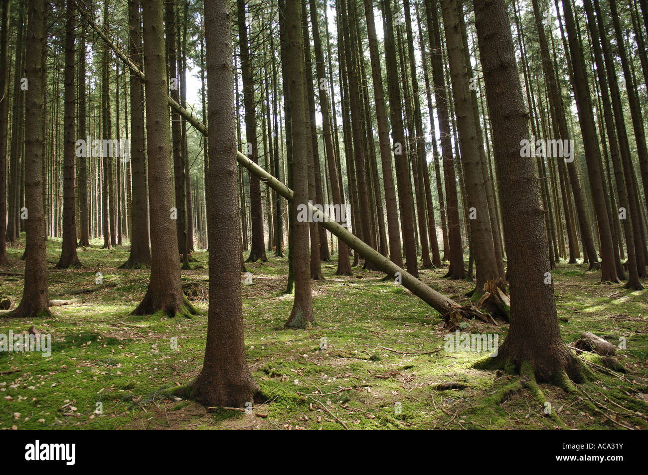 Trees, forest, Germany Stock Photo - Alamy