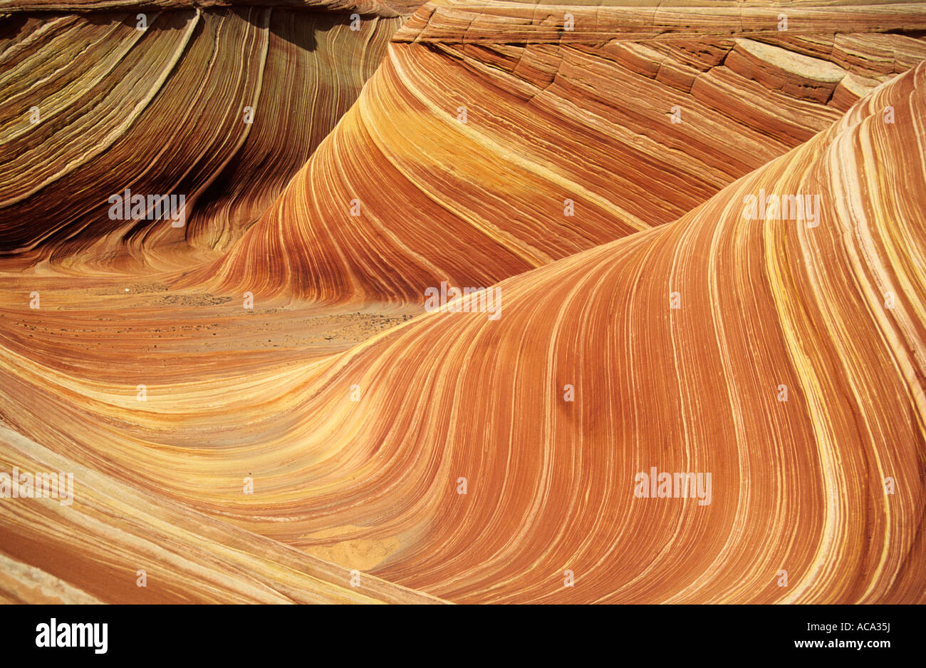 Sandstone formation in "The Wave", Paria Wilderness, Arizona, USA Stock ...