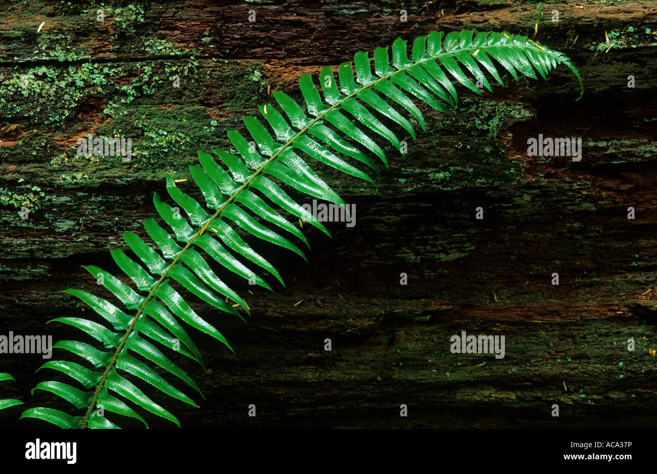 Ferns in the rainforest of the Olympic National Park, Washington State ...