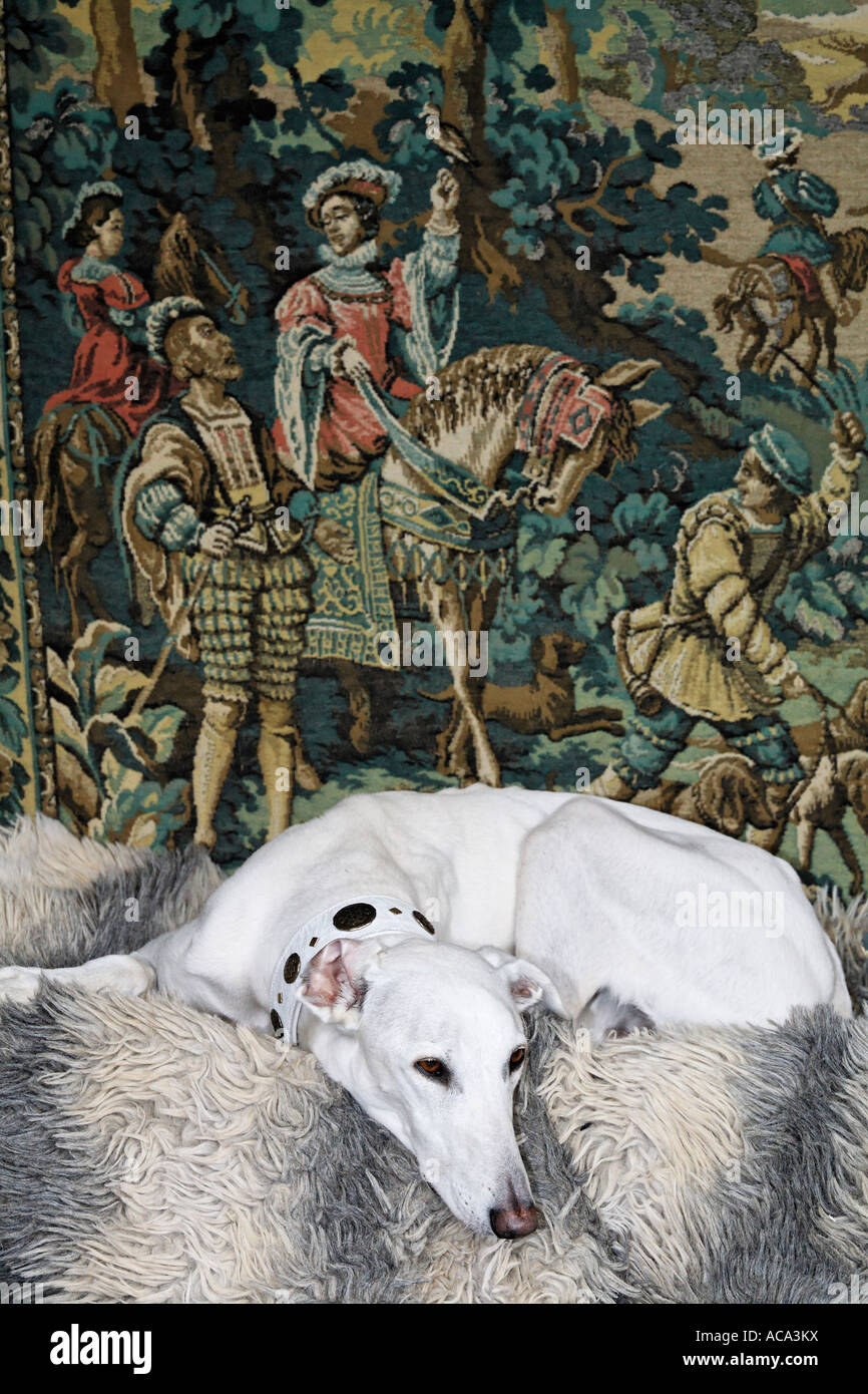 Jagdhund jäger hi-res stock photography and images - Alamy