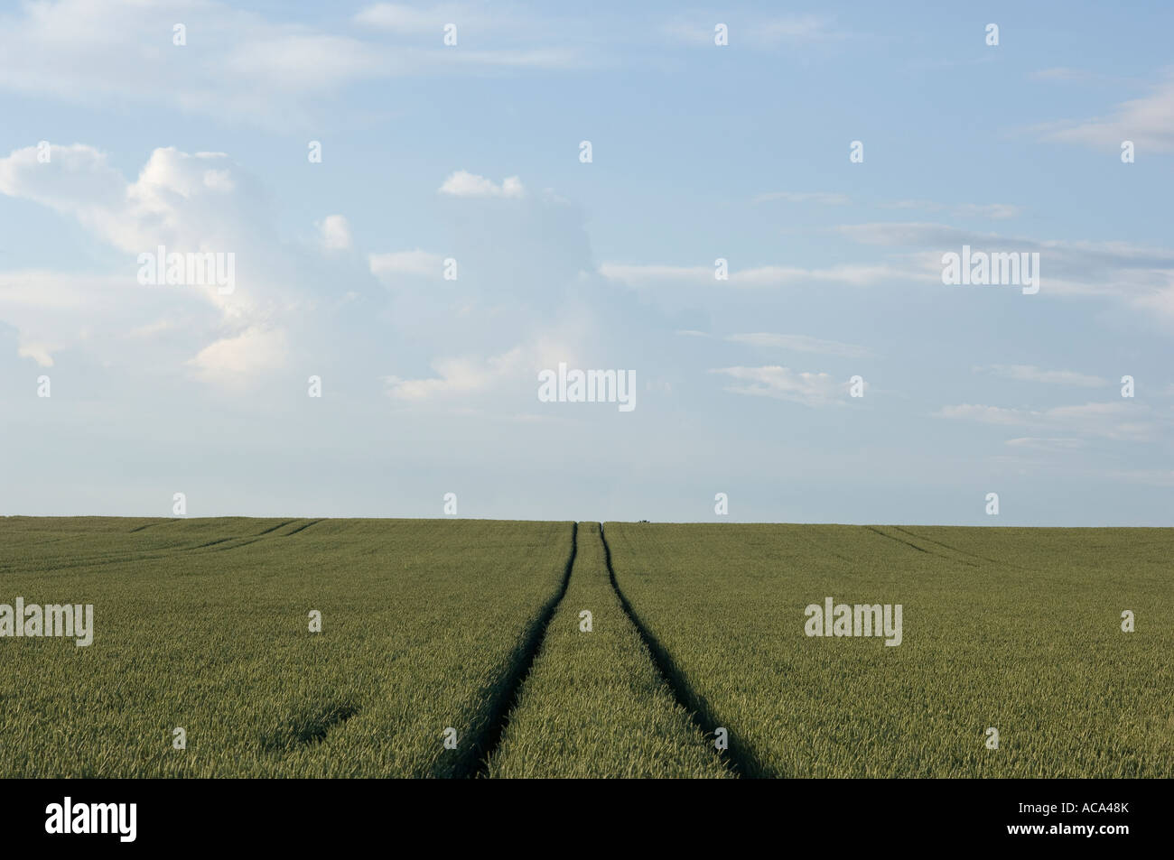 Grainfield with tracks Stock Photo - Alamy