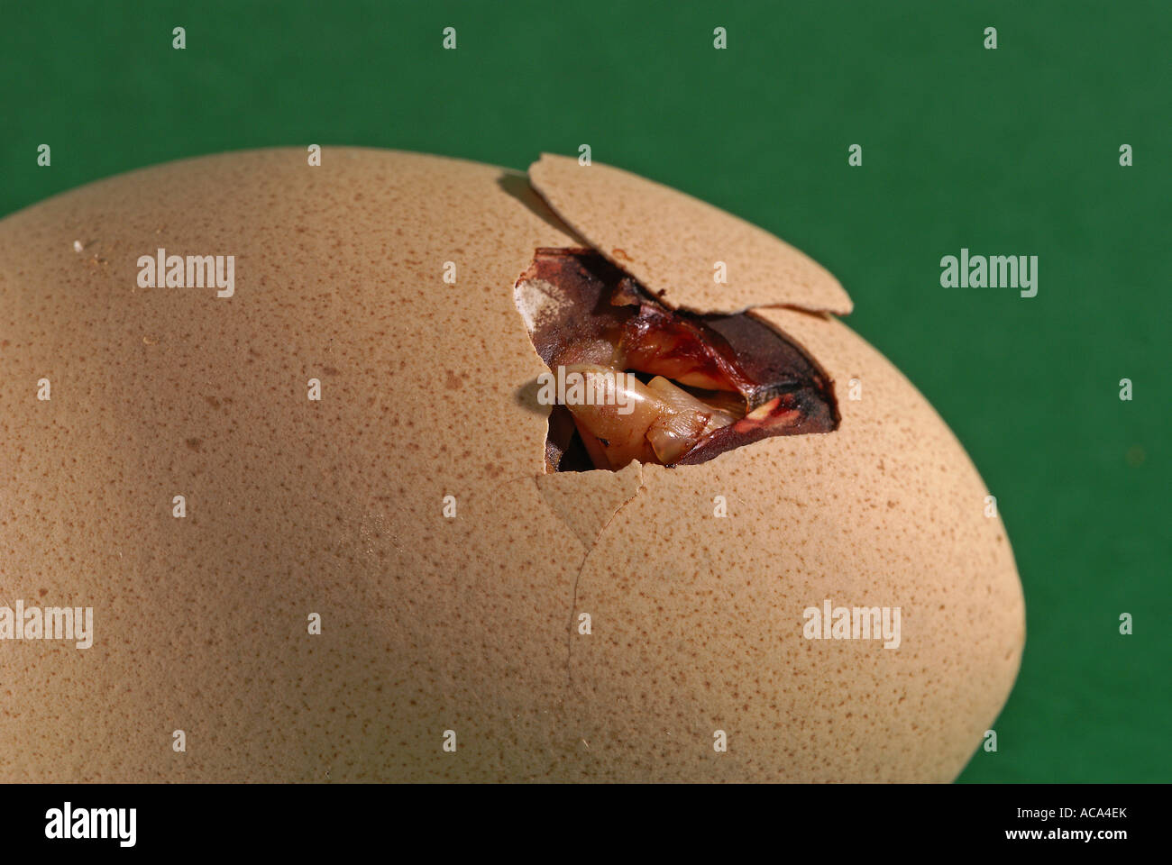 Hatching chick hi-res stock photography and images - Alamy