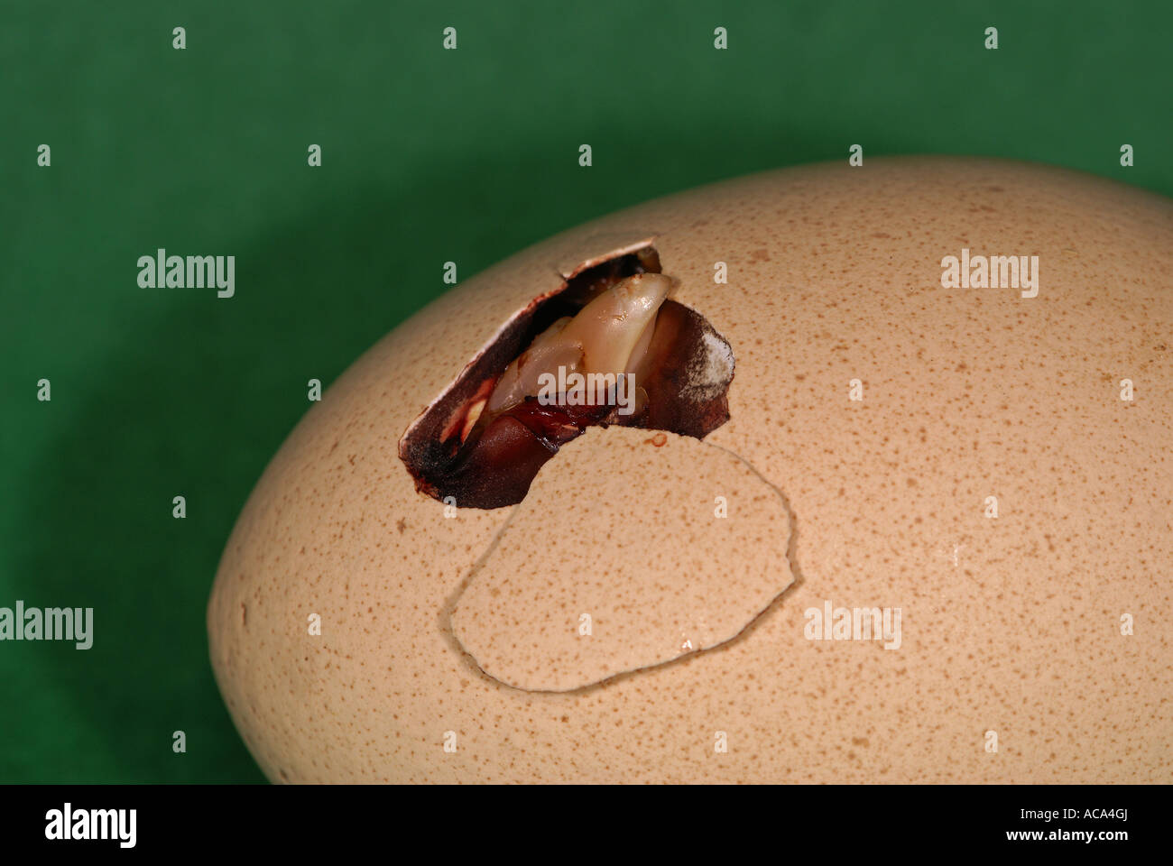 Eizahn hi-res stock photography and images - Alamy