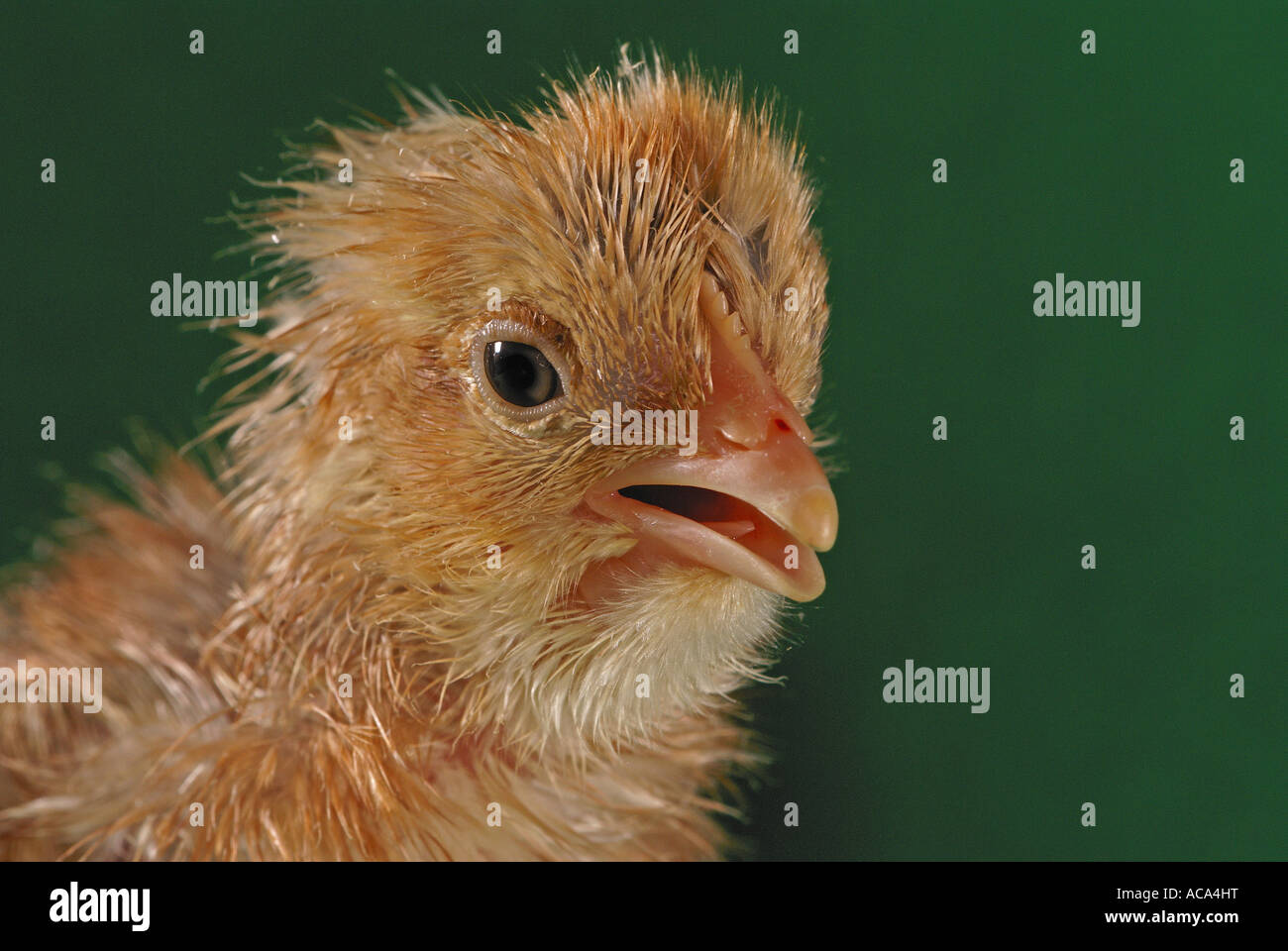 Bielefelder chick hi-res stock photography and images - Alamy