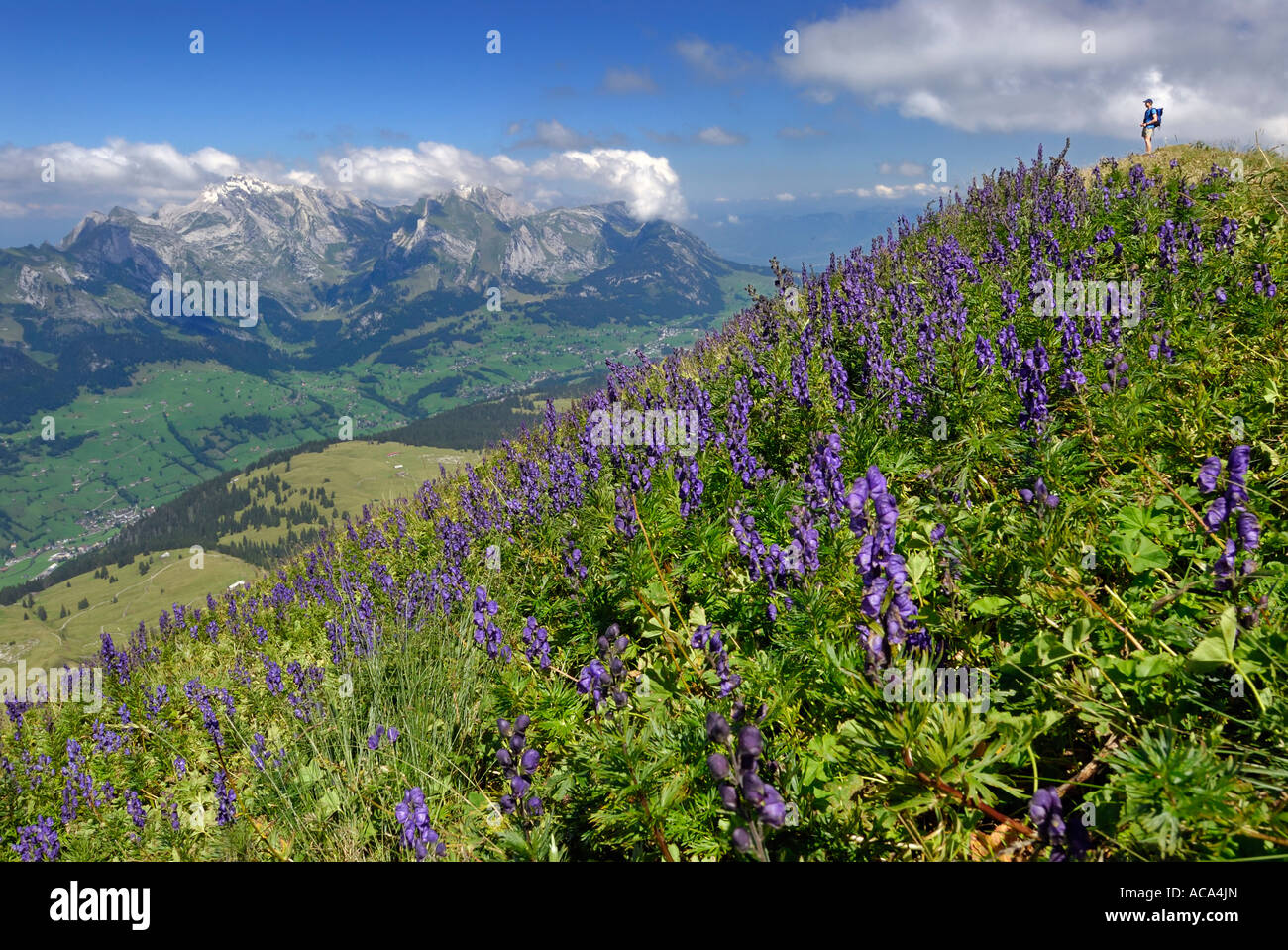 Saentis peak, with 2501 m the highest mountain in the Alpstein range ...