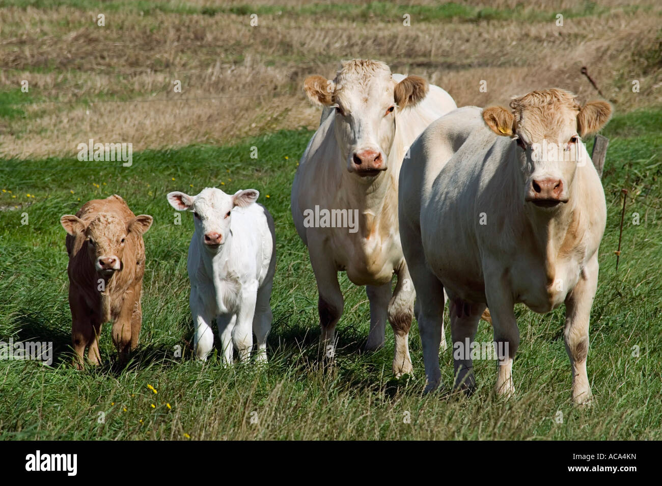 Fleischproduktion hi-res stock photography and images - Alamy