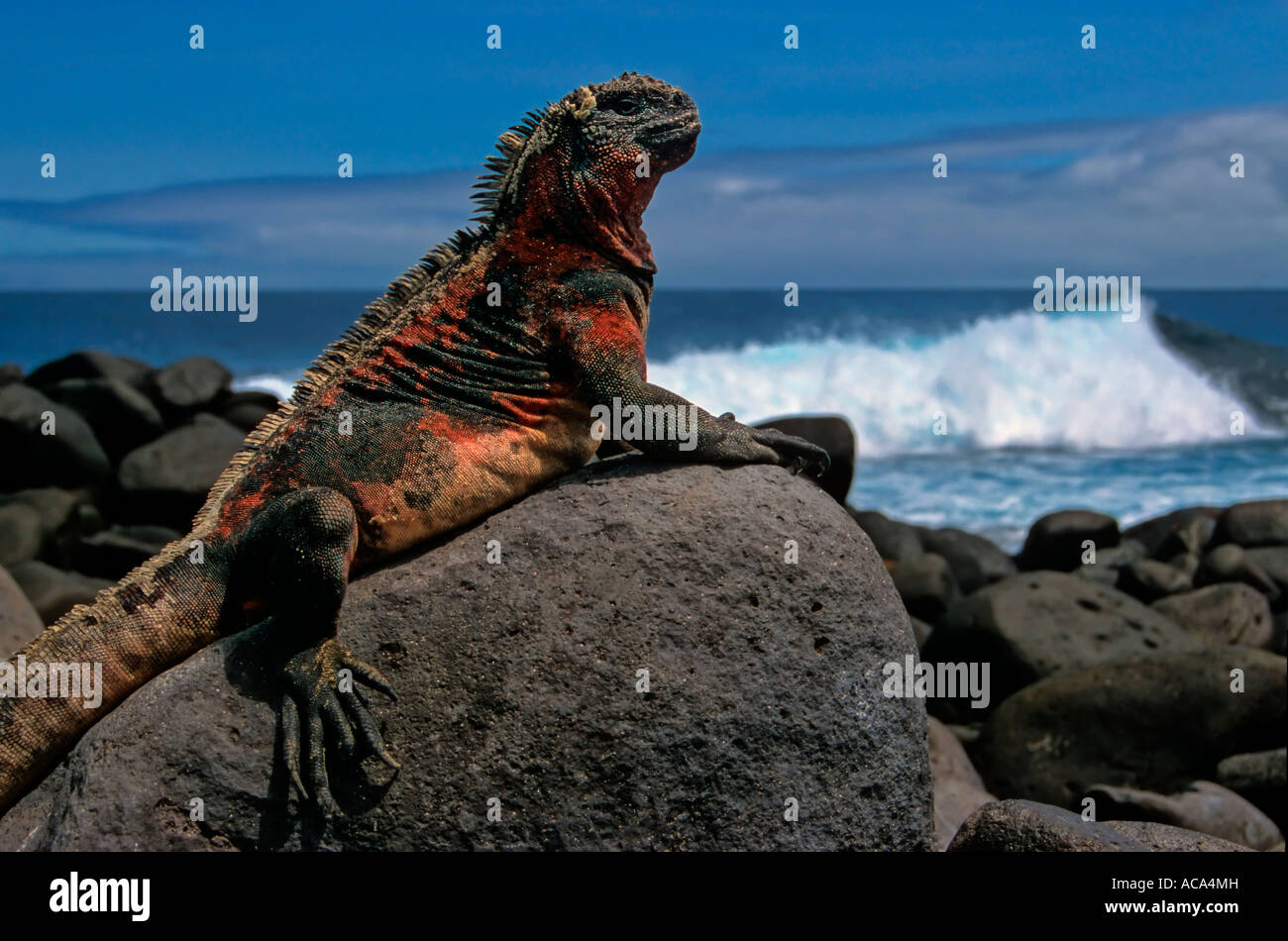 Marine Iguana (Amblyrhynchus cristatus) sunbasking on the rocky shore ...