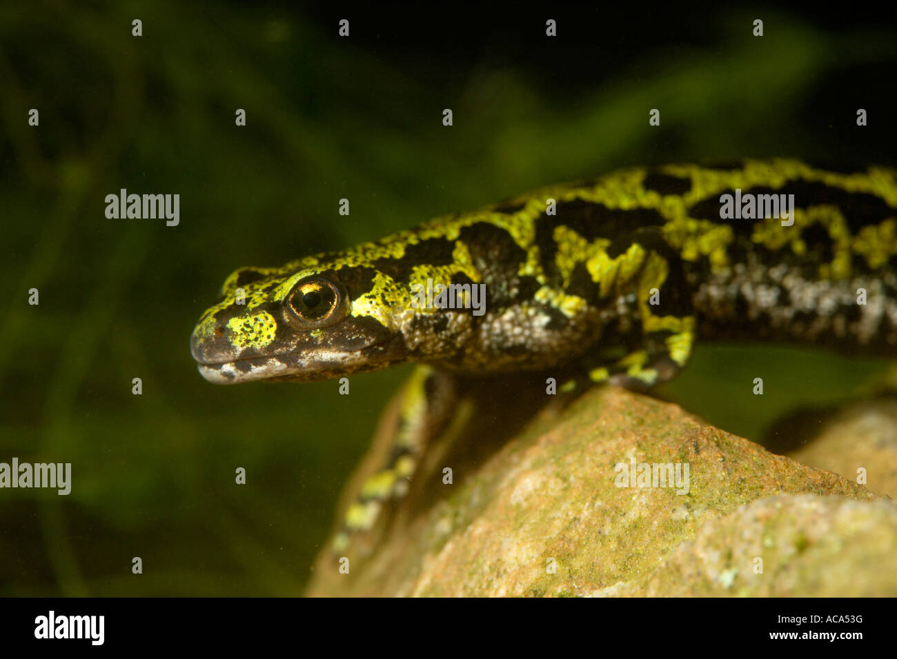 Marbled newt Triturus marmoratus Picos de Europa Spain Stock Photo - Alamy