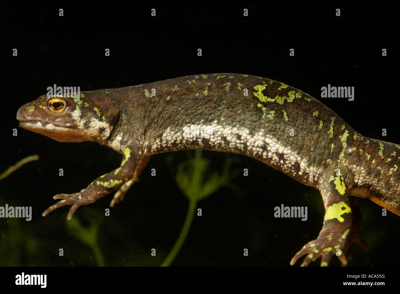 Triturus marmoratus newts hi-res stock photography and images - Alamy