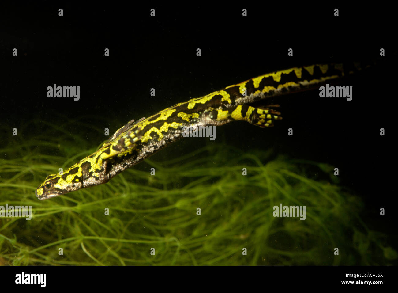 Marbled newt Triturus marmoratus swimming Picos de Europa Spain Stock ...