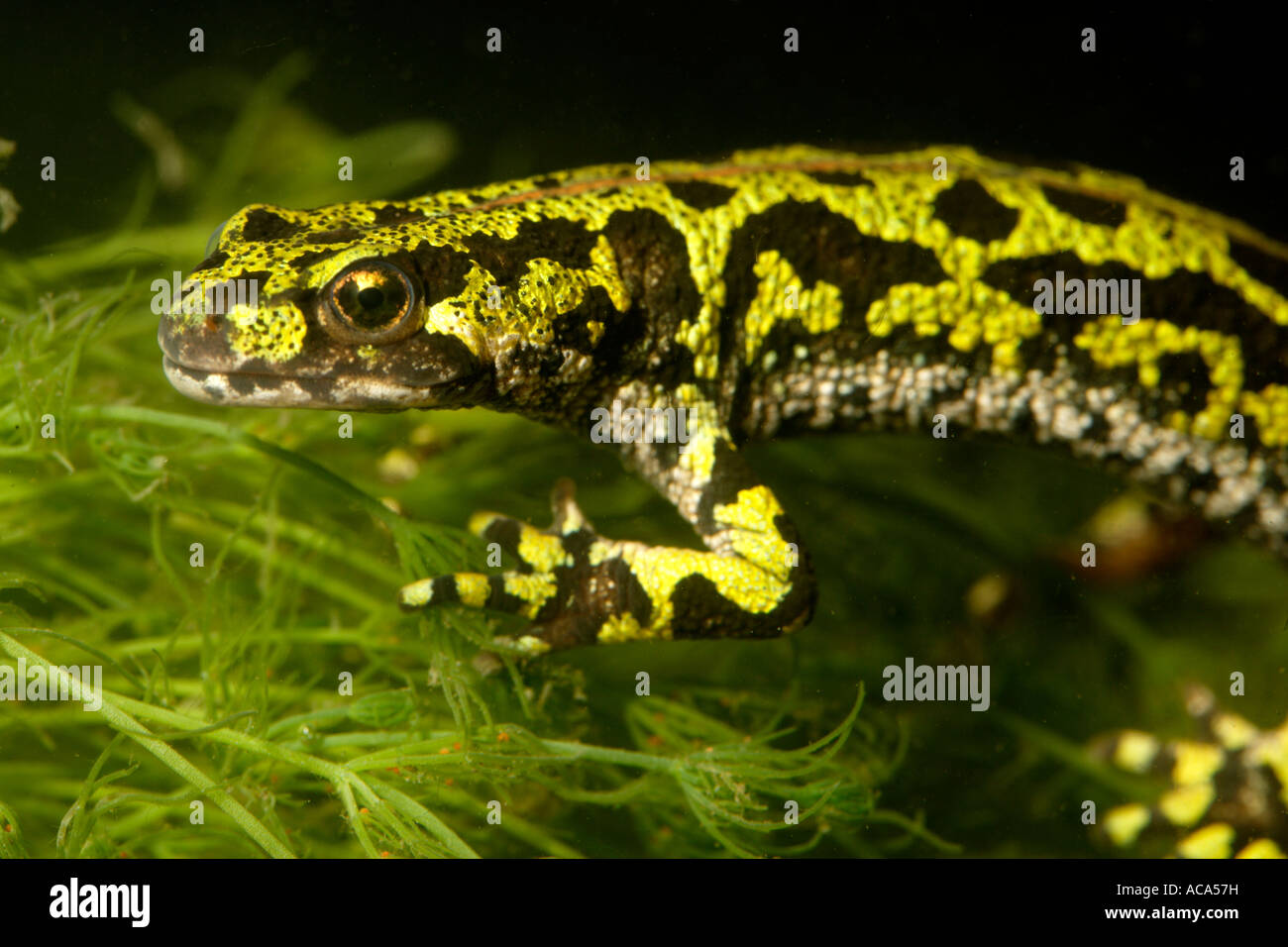 Triturus marmoratus newts hi-res stock photography and images - Alamy