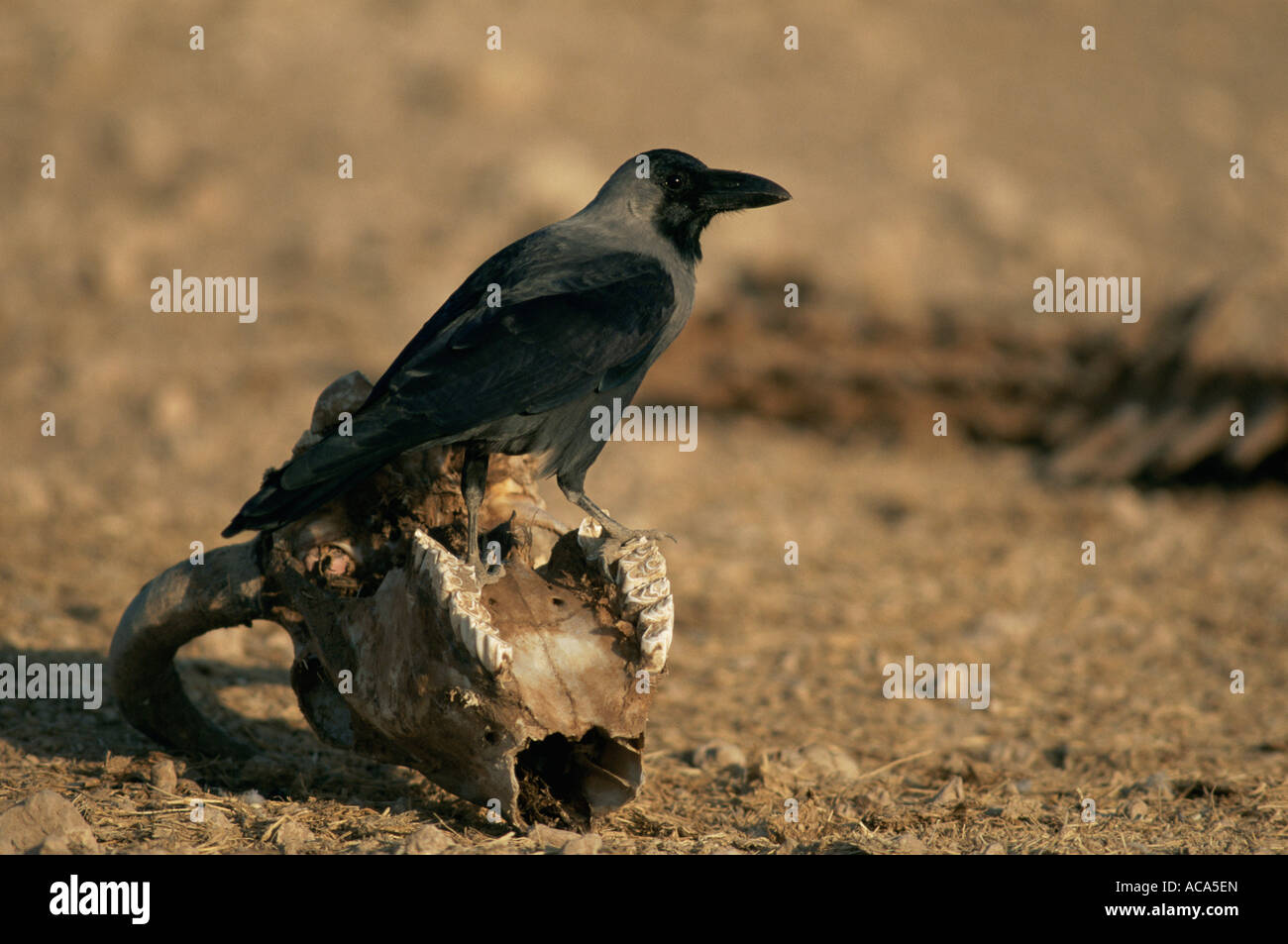 Jungle crow Corvus macrorhynchos perched on sheep skull Khichan India Stock Photo - Alamy
