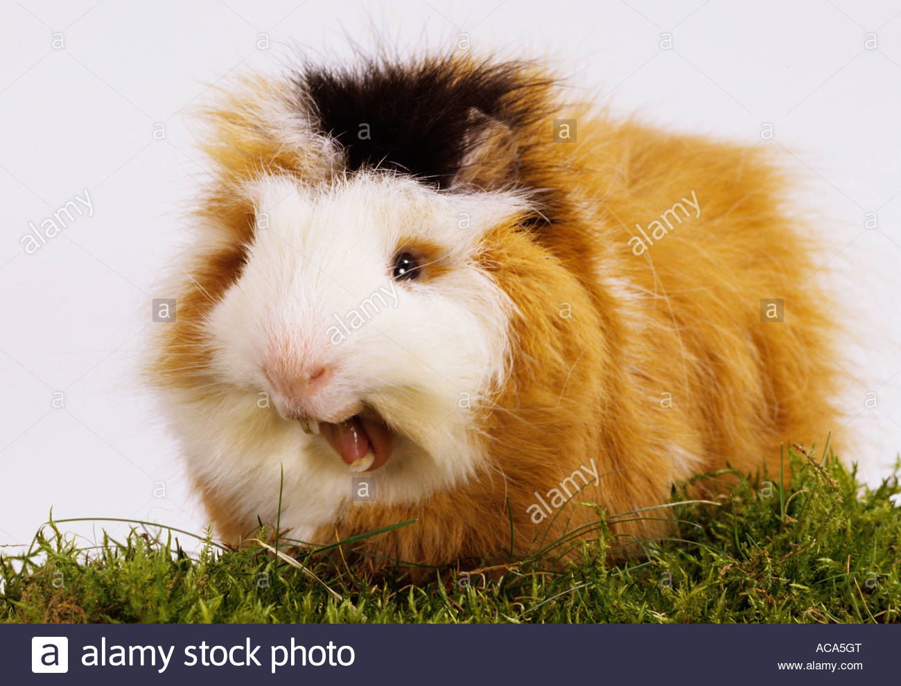 Guinea Pig, cavia porcellus Stock Photo, Royalty Free Image: 13091543 ...