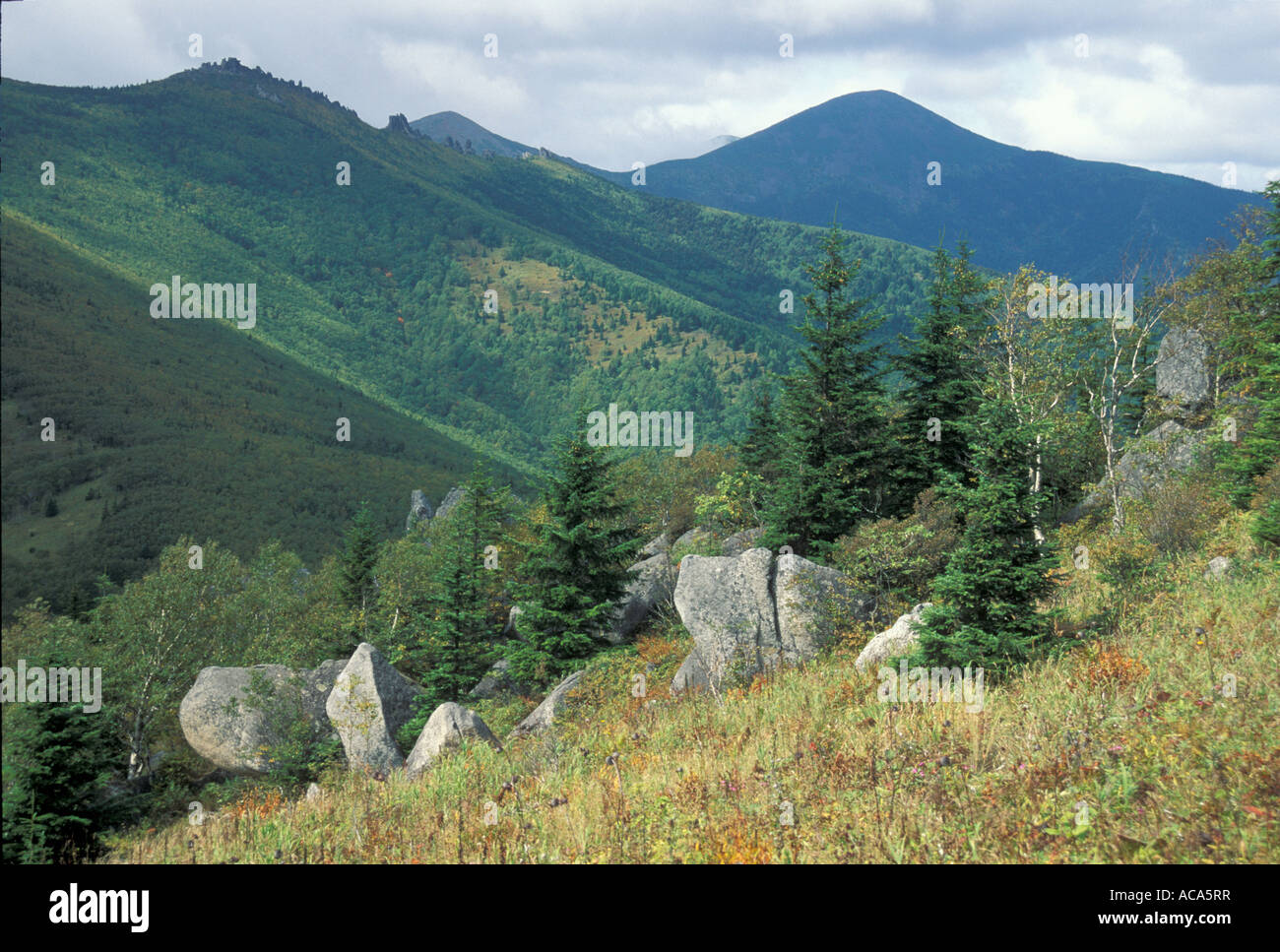Sikhote alin hi-res stock photography and images - Alamy