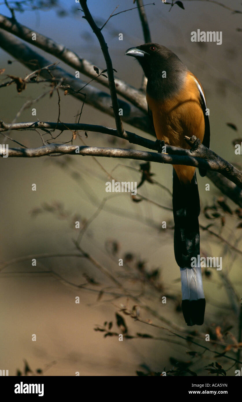 Indian tree pie Dendrocitta vagabunda perched in tree Keoladeo Ghana NP ...