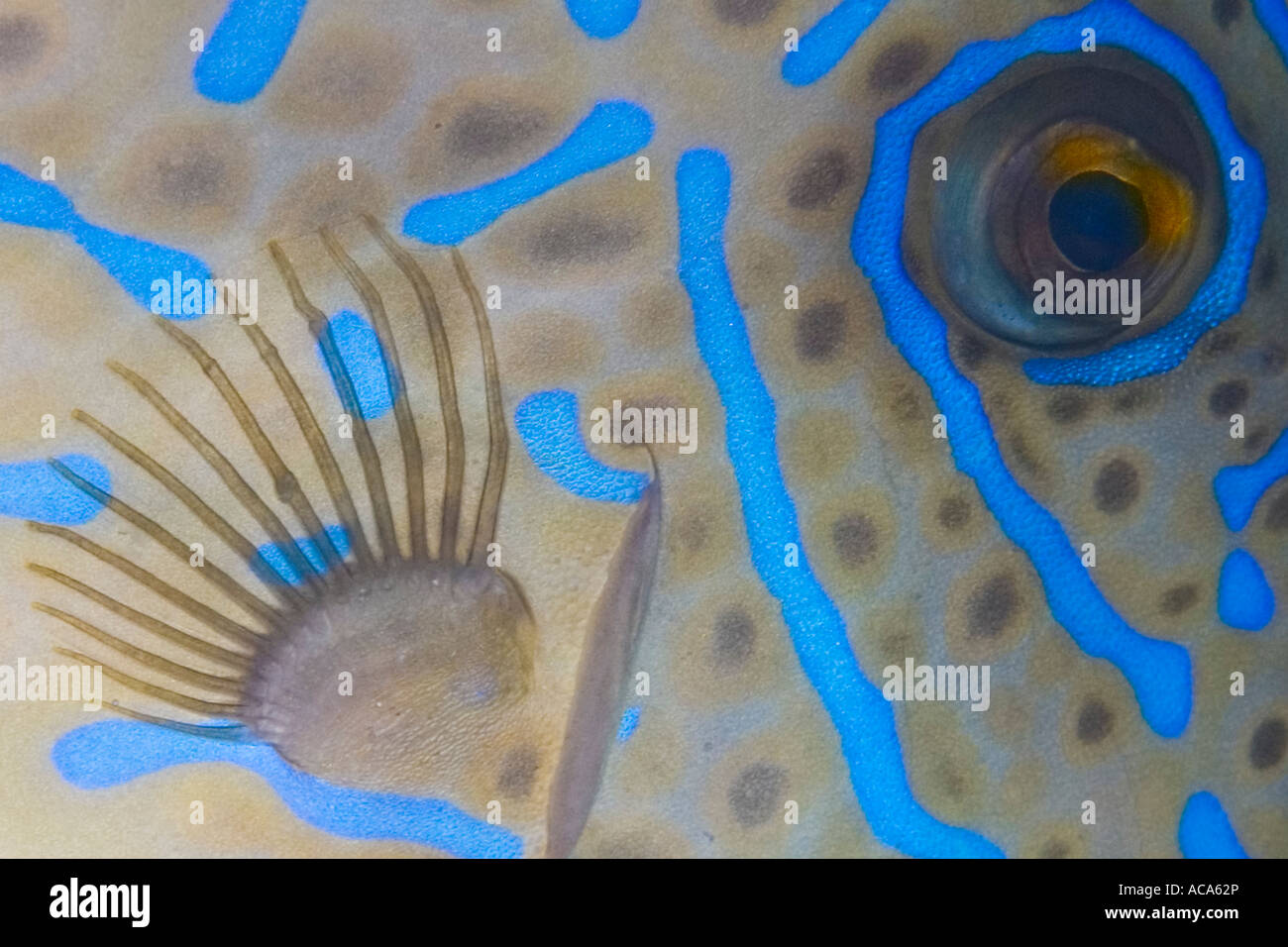 The eye from a scrawled filefish or scribbled leatherjacket, Aluterus ...