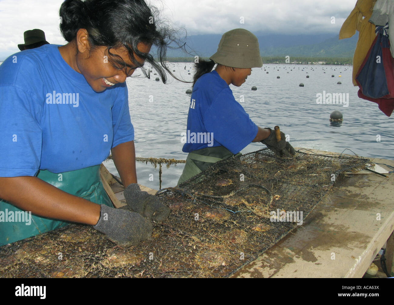 Balinese women clean oysters on a swimming oysters farm, Bali ...