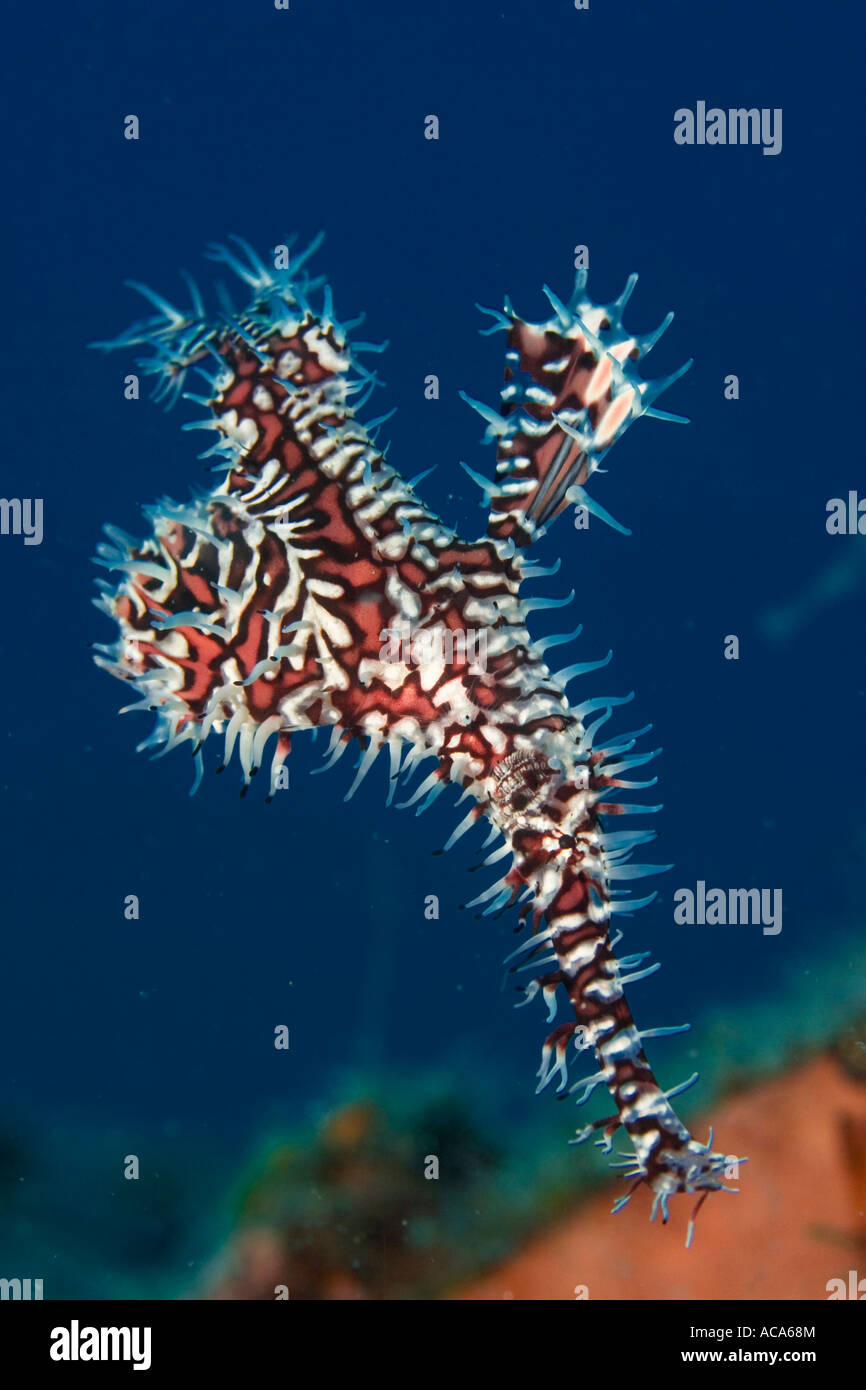 Harlequin ghost pipefish hi-res stock photography and images - Alamy